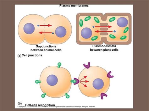 Cellular Secretion And Communication Pptx
