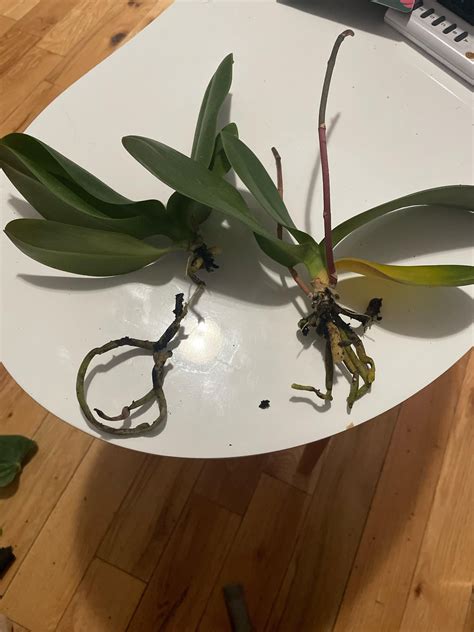 After Cutting All Of The Root Rot Im Left With These Will My Orchids Survive And What Do I Do