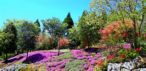 トップページ 癒しろの杜 桂花園