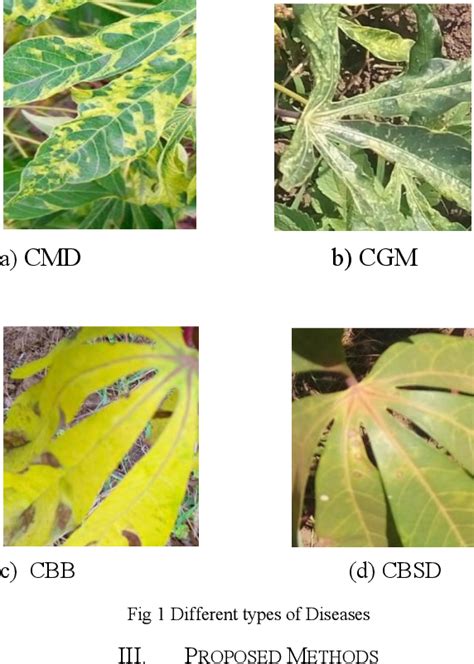 Figure 1 From Analysis On Cassava Leaf Disease Prediction Using Pre Trained Models Semantic