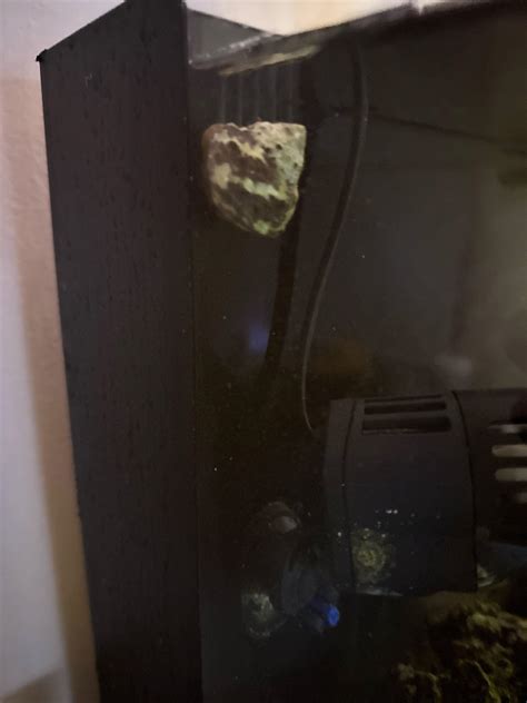 This Snail Keeps Going By The Overflow Which In Term Then Lowers The Amount Of Water In The