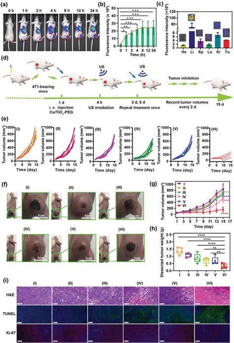 Single‐atom Cu Tio2‐peg Nanosonosensitizers For Mutually Enhanced Download Scientific Diagram
