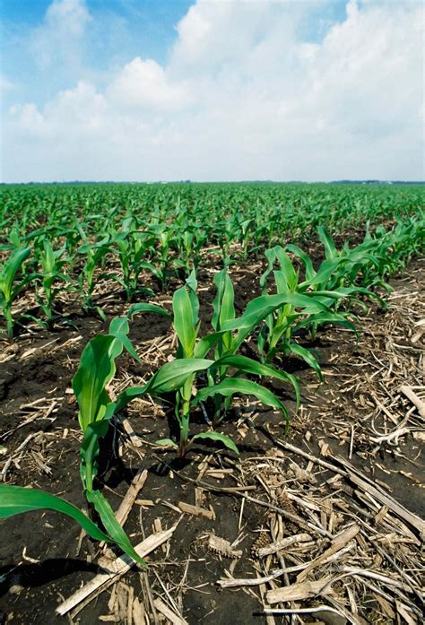 “a Stroke Of Serendipity” A Technology Developed For The Bioethanol