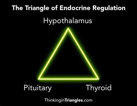 The Triangle Of Endocrine Regulation