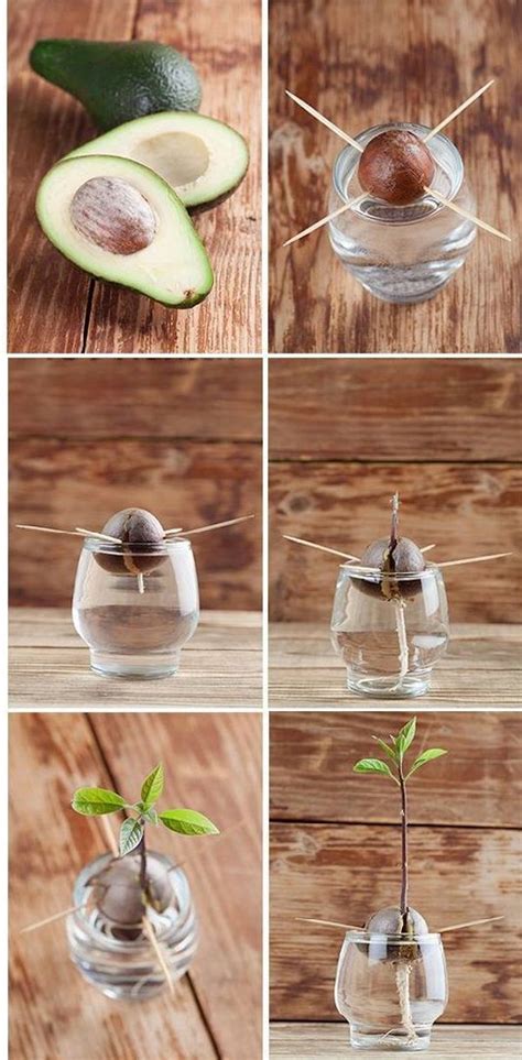 Cómo Plantar Un Aguacate Plantar Un Hueso De Aguacate Fácil Y Rápido