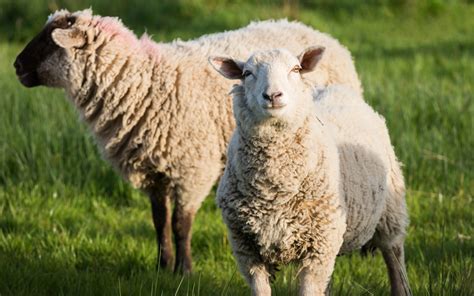 How To Use Funding To Implement A Strategic Worm Control Plan For Sheep