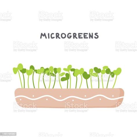 신선한 유기농 마이크로 그린 슈퍼푸드 Arugula는 냄비에서 자랍니다 젊은 콩나물 건강한 채식 음식 생 콩나물 마이크로그린 건강한 식생활 개념 벡터 그림 거친 필름 효과에