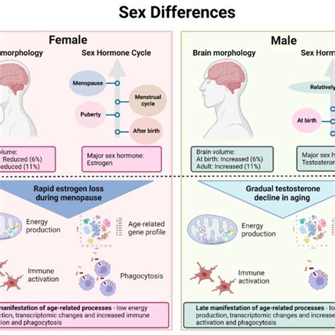 Sex Differences In The Brain During Development And Aging The Female Download Scientific