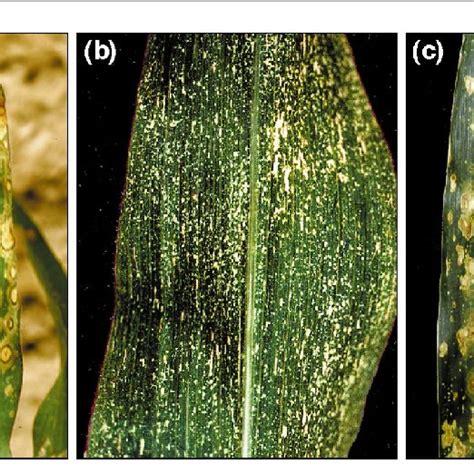 Phenotypes Of Disease Lesion Mimic Mutants Of Maize A Lls1 B