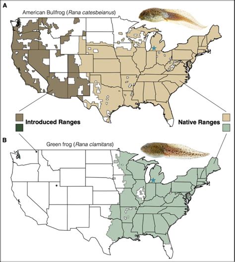 American Bullfrog Range Map At Jessica Jasso Blog