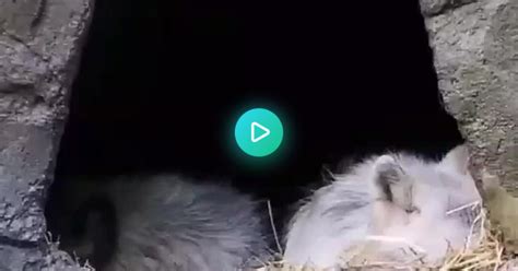 Wolves Sleep Interrupted By Thunder… Album On Imgur