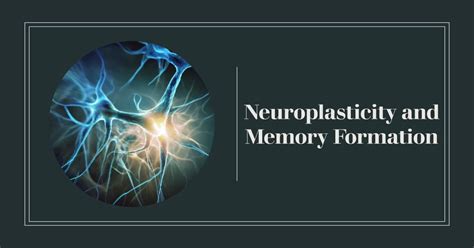 The Science Behind Mental Conditioning Neuroplasticity And Memory Formation Primexaos