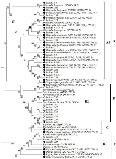 Phylogenetic Relationships Between Sequences Of Endophytic Fungi
