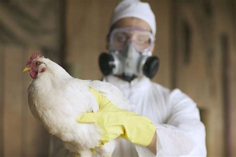 First Human Case Of Bird Flu Reported In Australia Who Uncategorized