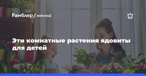 Эти комнатные растения ядовиты для детей Рамблер женский