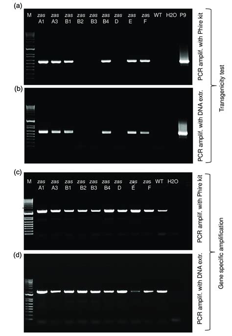 Results Of Pcr Using The Old And The Proposed Workflow A Download Scientific Diagram