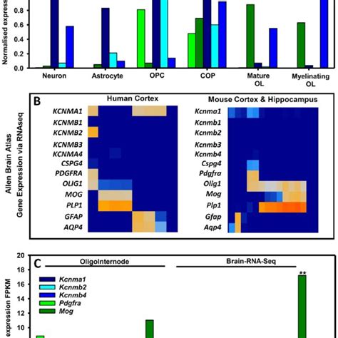 Oligodendrocytes Provide Axons With Metabolic Support This Is Activity