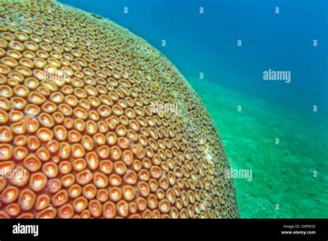 Boulder Coral Reef Building Coral Stony Coral Branching Coral