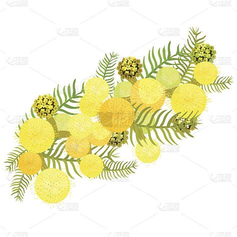 金合欢枝属银白色豆科植物矢量图