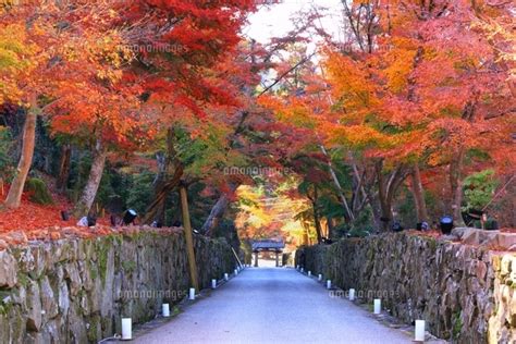 興聖寺 紅葉の琴坂 京都府の写真素材 FYI07538034 ストックフォトのamanaimages PLUS