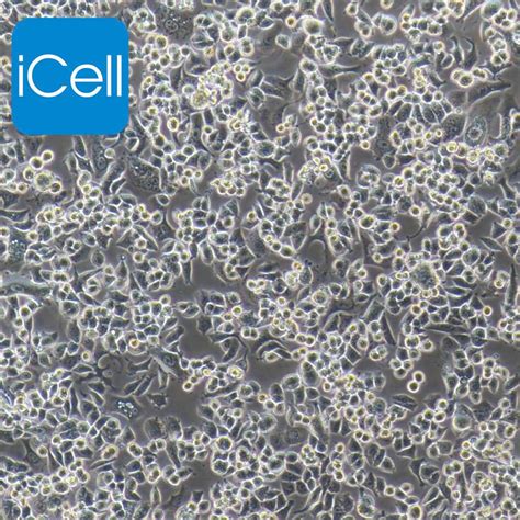 小鼠脾脏cd4 T细胞价格 详情介绍 960化工网 960化工网