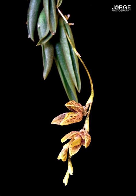 Pleurothallis Sigmoidea Ames And C Schweinf