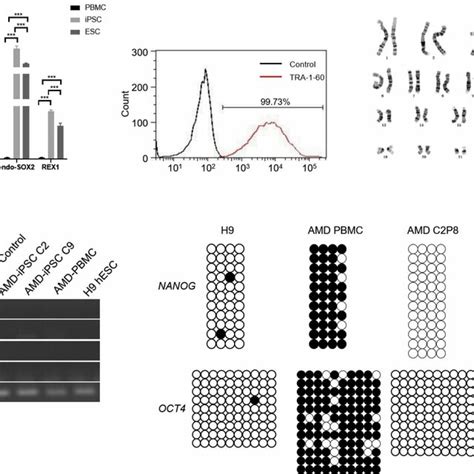 Characterization Of Ipsc Derived Rpe Cells A Expression Of