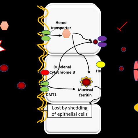 The Absorption And Metabolism Of Iron Download Scientific Diagram