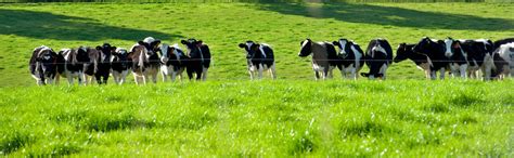 Urine Sensors For Cattle To Reduce Nitrogen Loss Nziahs