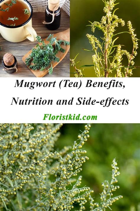 Mugwort Tea Health Benefits Nutrition And Side Effects Mugwort Tea