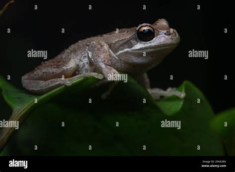 Southern Brown Tree Frog Litoria Ewingii An Introduced Species In New