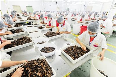 万宁槟榔产业园 万宁槟榔产业园规划图 万宁槟榔城 第6页 大山谷图库