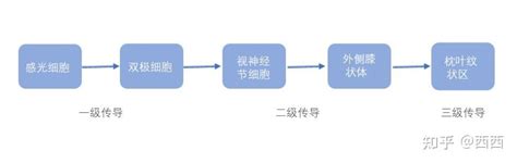视觉的定义、视网膜、视觉传导通路 知乎