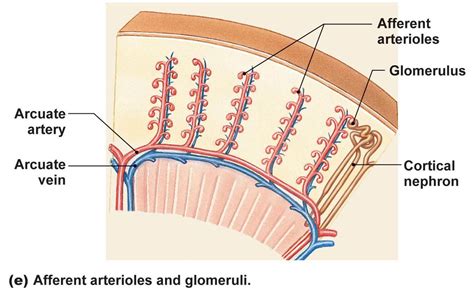 Arcuate Artery