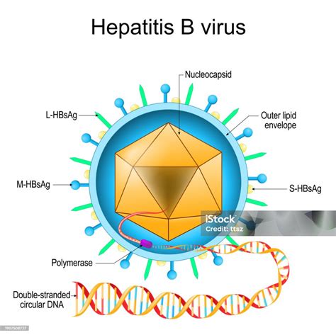 Struktur Virus Hepatitis B Anatomi Virion Ilustrasi Stok Unduh Gambar