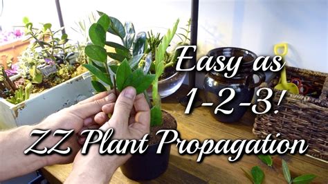How To Propagate Zz Plant Leaf In Water At Ebony Butters Blog