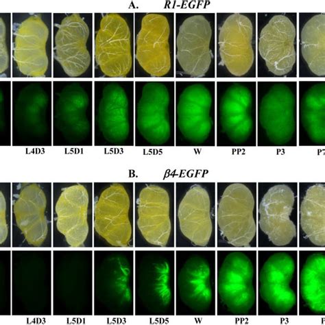 Enhanced Green Fluorescent Protein Egfp Fluorescence Expression In