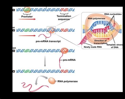Gene Expression And Protein Synthesis Overview Dna And Rna Structure Replication And Genetic