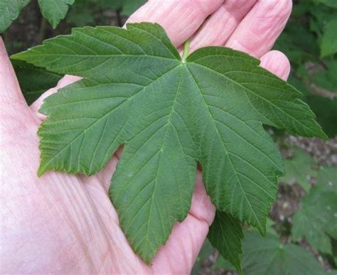 Maples Tree Guide UK Maple Tree Identification