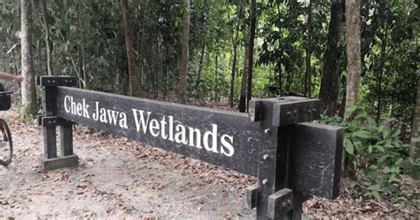 Chek Jawa Wetlands All You Need To Know Before A Visit