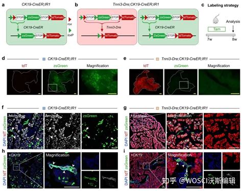 Cd（if 38） 中国科学院揭开成人胰腺中外分泌细胞命运转换的奥秘 知乎