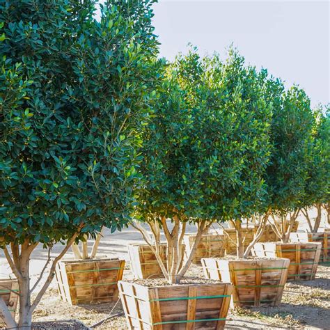 Green Gem Ficus Evergreen Trees Moon Valley Nurseries