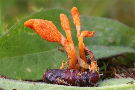 Mushroom That Grows On Insects Could Help Develop New Anti Viral