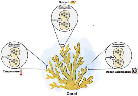 Lipid Droplets In Endosymbiotic Symbiodiniaceae Spp Associated With Corals