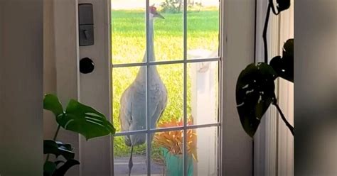 Sassy Parrot Has Vet Tech In Laughter During Nail Trim