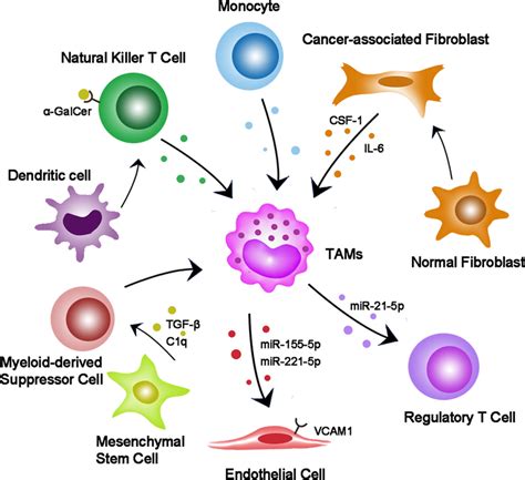 The Underlying Roles Of Tams In Tumor Tams Consist Of M1 And M2
