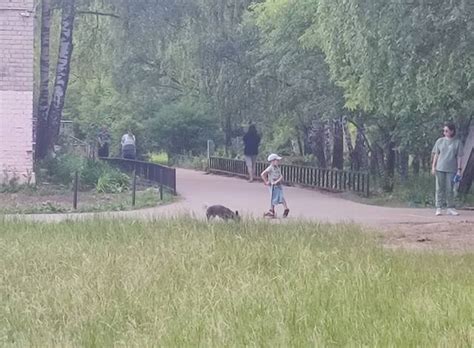 В Иванове домашняя собака укусила на улице ребенка Новости города Иваново и Ивановской области