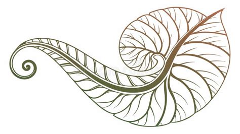 Nautilus Shell Spiral Natural Pattern Fibonacci Art And Marine Life