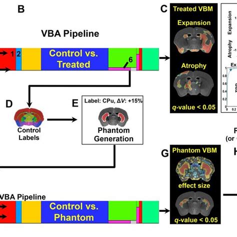 Overview Of The Vba Validation Framework Control And Treated Images