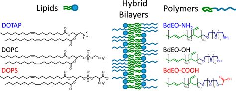 Lipids Polymer